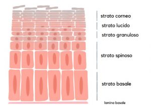 Funzione e struttura della pelle - Cosmetimag