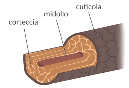 Peli e capelli - struttura e funzioni - Cosmetimag