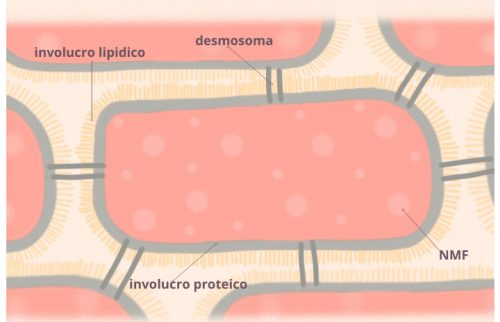 Funzione e struttura della pelle - Cosmetimag